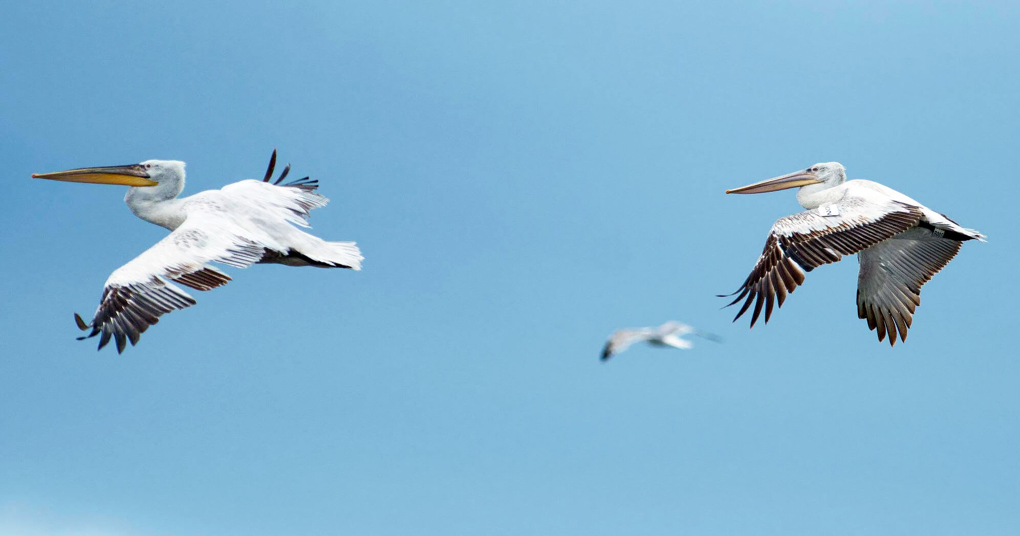 Track the Dalmatian pelicans | Pelican way of LIFE