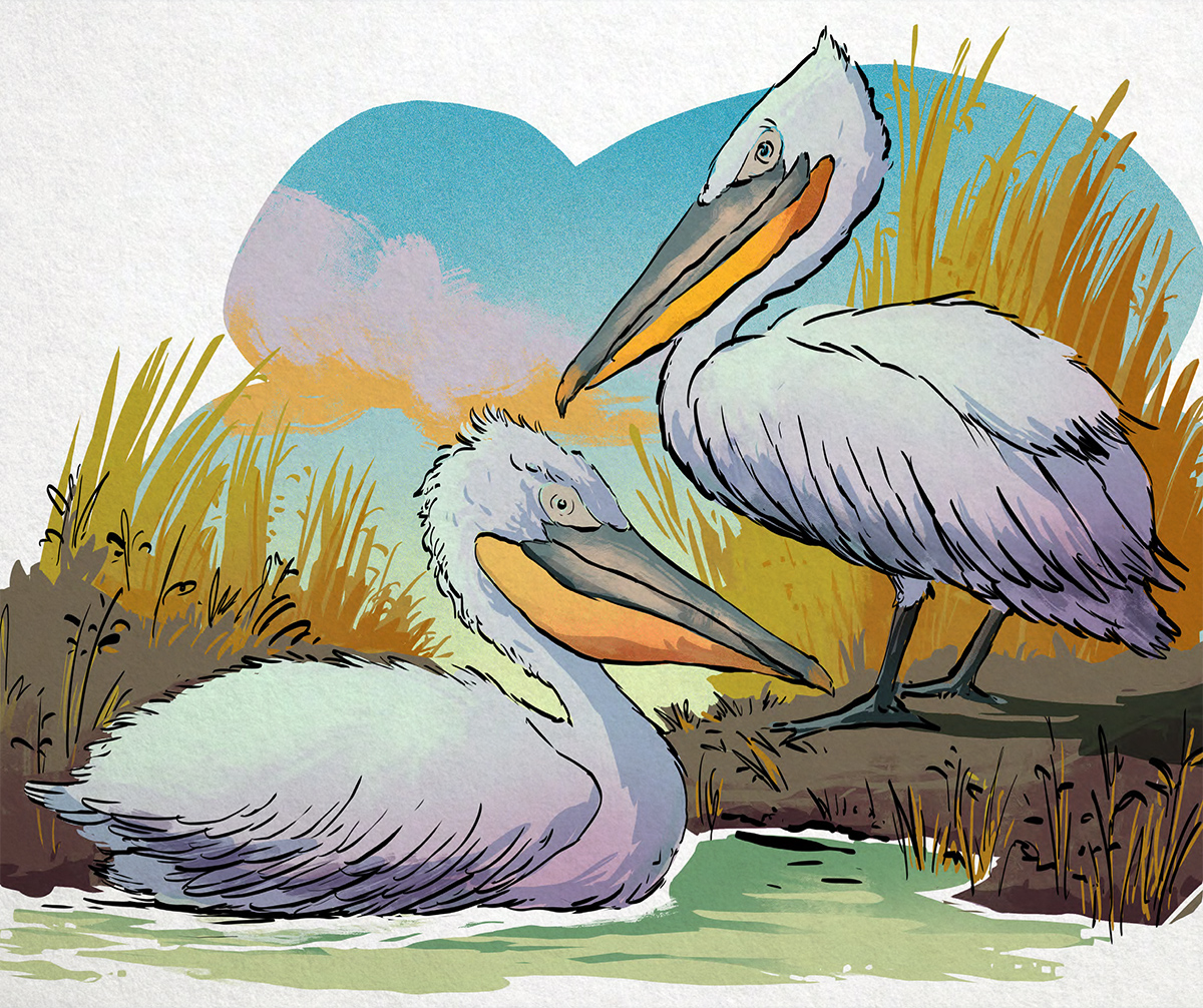 The Greek pupils can learn about the fascinating Dalmatian pelican ...
