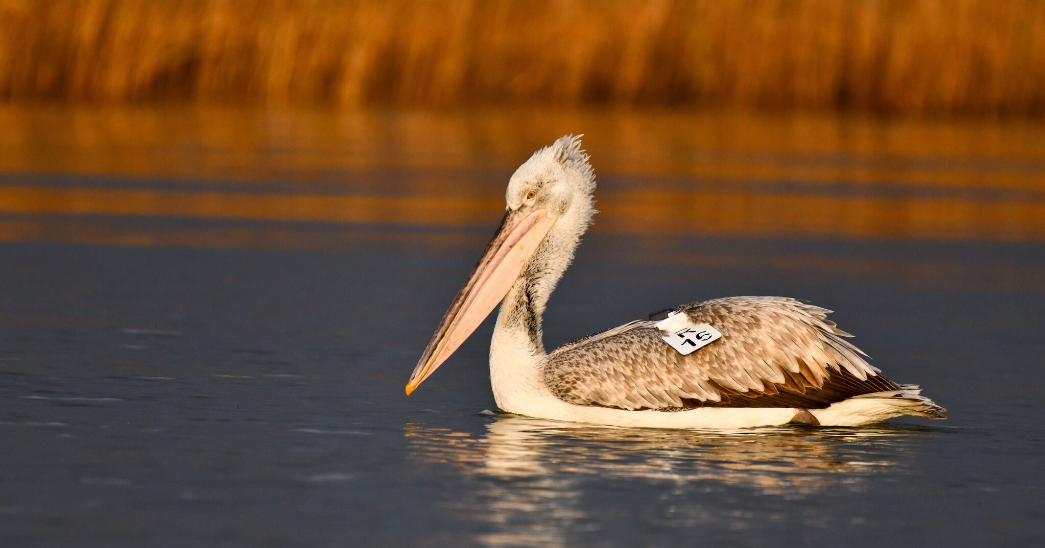 Power lines claim new victims among Dalmatian pelicans | Pelican way of ...