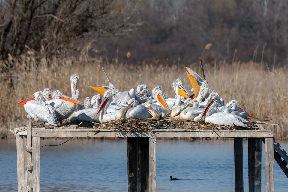 Rewilding efforts lay foundations for Dalmatian pelican comeback in ...